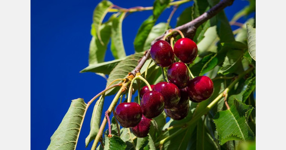 Fruit breeder expands cherry season window with low-chill cherries