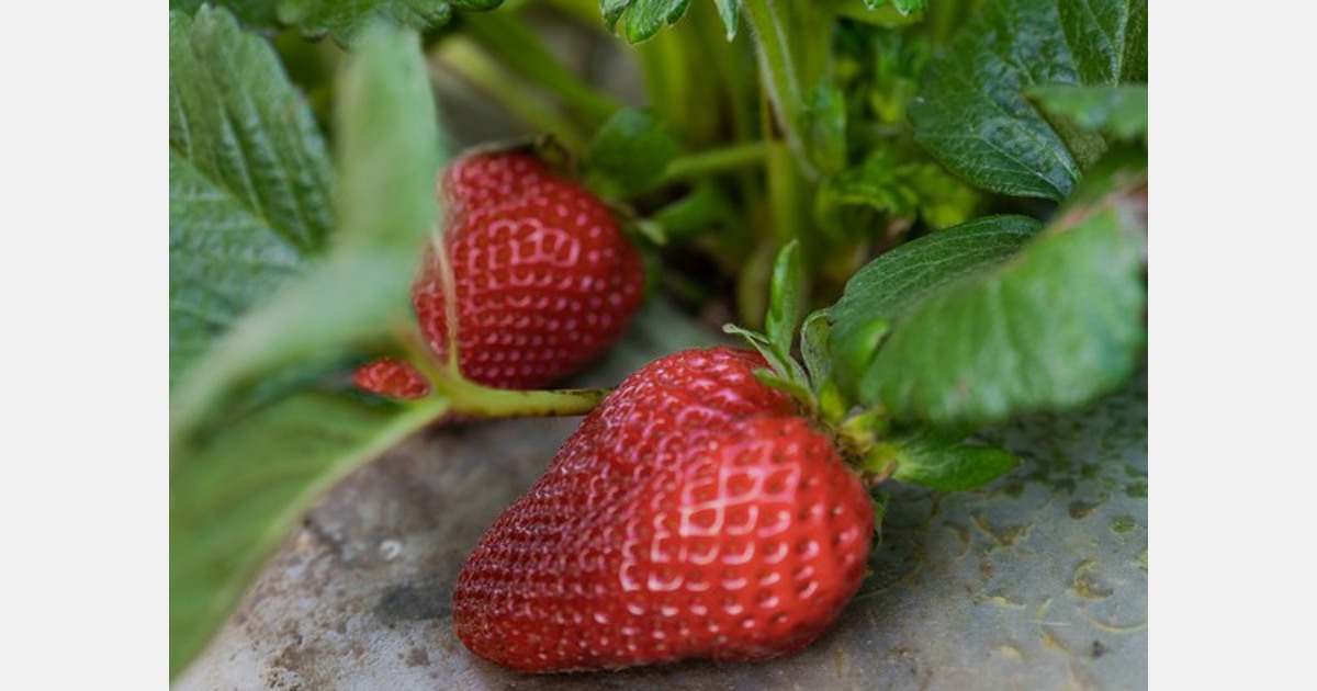 Promotable volumes of strawberries available for Mother’s Day