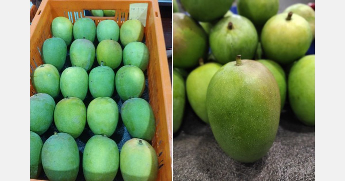 Strong demand despite higher prices for mangoes from India