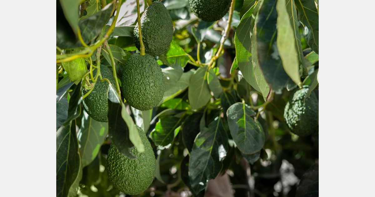 Ample avocado supplies, even with California’s late start