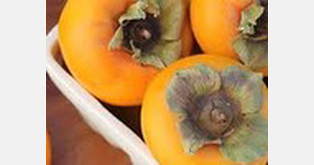 New Zealand persimmon season going well, after challenging start