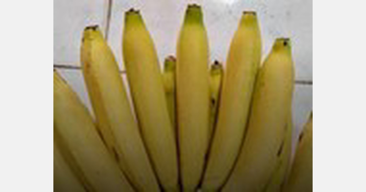 GI certification for Nong Bua Daeng hom thong bananas in Chaiyaphum