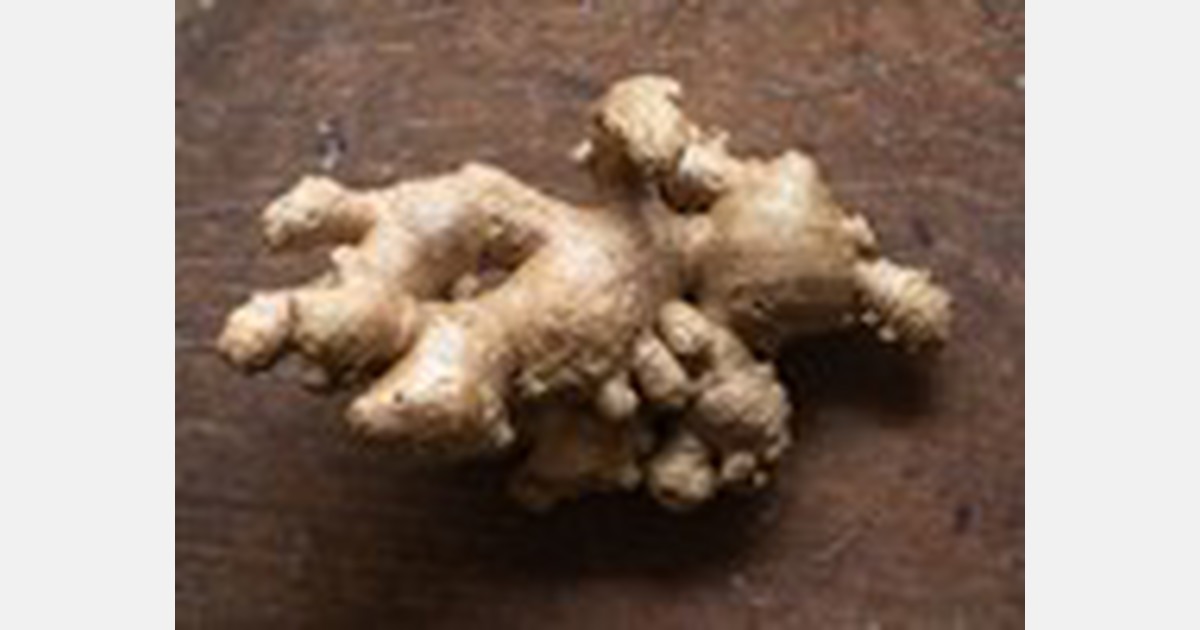 Indonesia and Egypt sign US$156,000 trade contract on elephant ginger