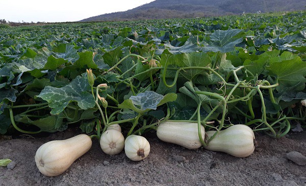 Niche mango runs the show on Limpopo farm