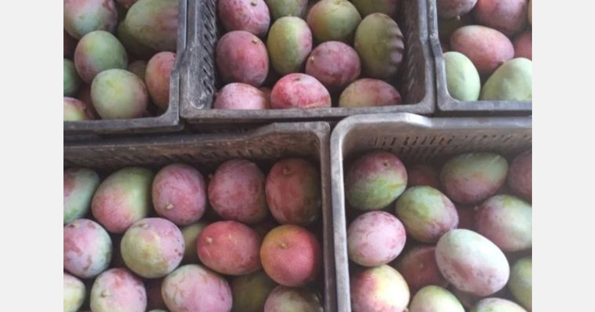 "No worries about the mango season in Senegal"