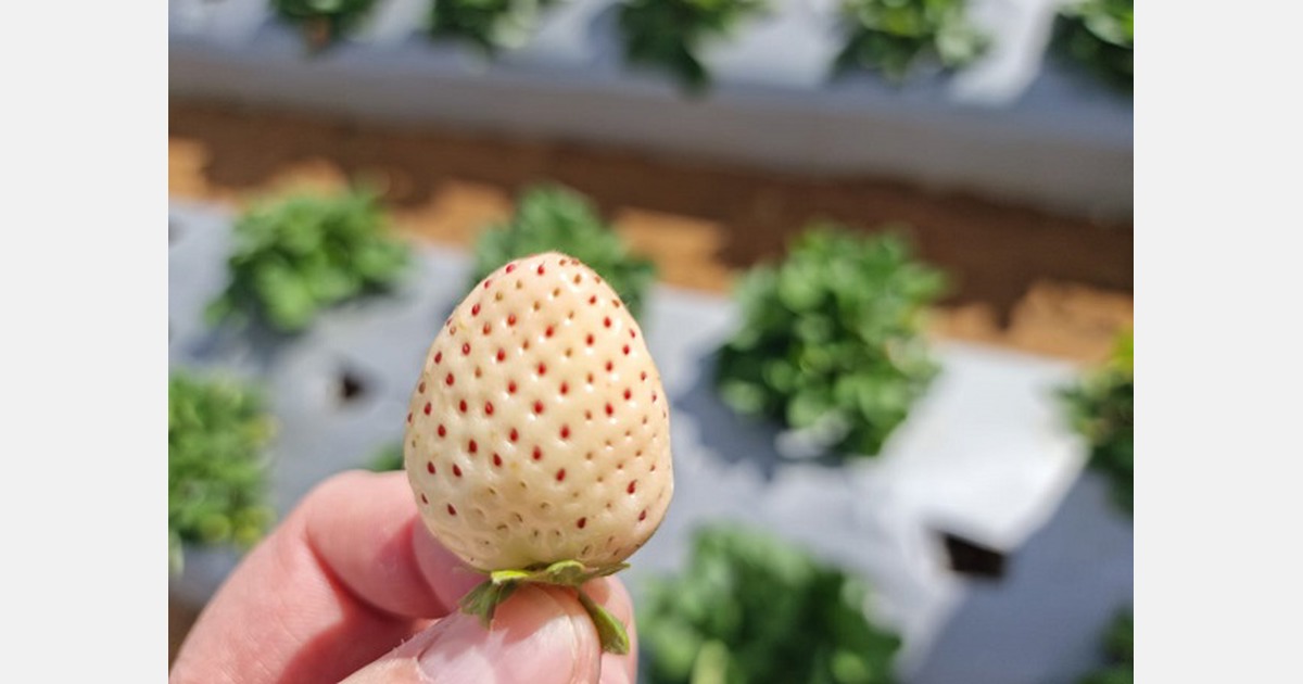 South African strawberry aficionados in for a Woolworths treat