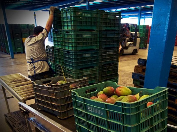 Mexican mango pack house opens