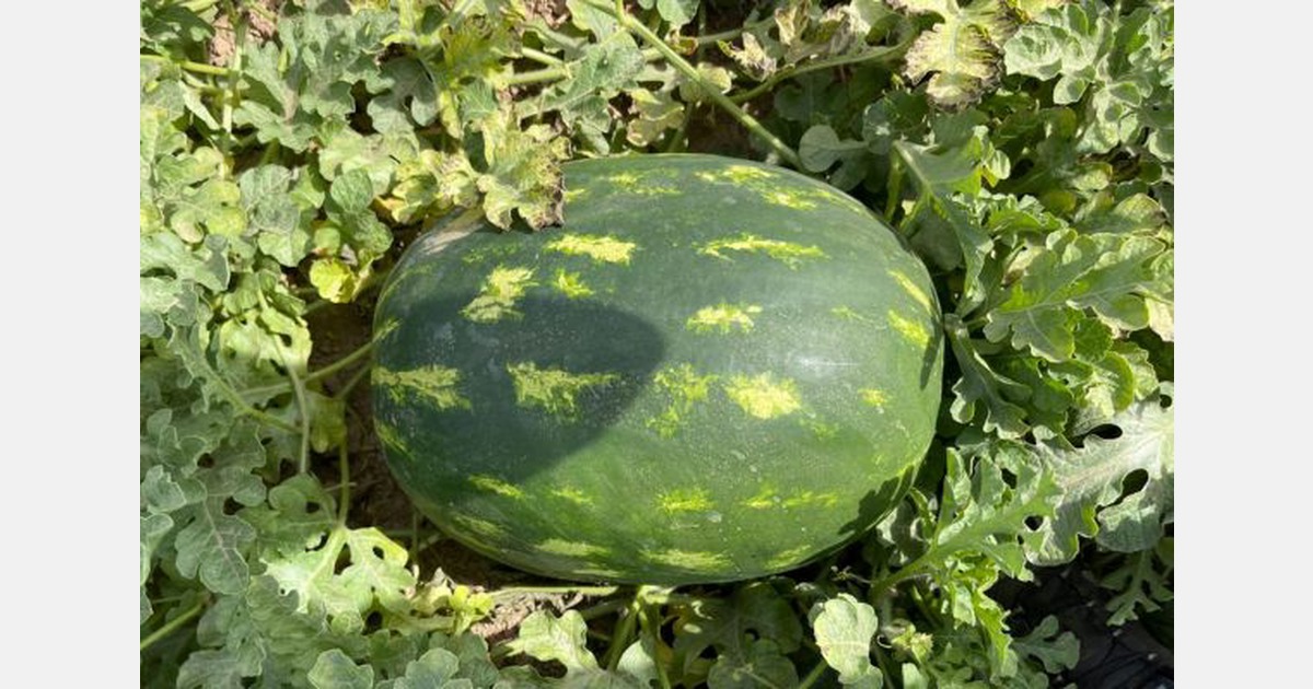 Moroccan watermelon exporters are looking forward to summer in Europe