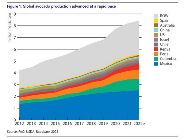 Avocado trade will continue to grow in increasingly competitive market