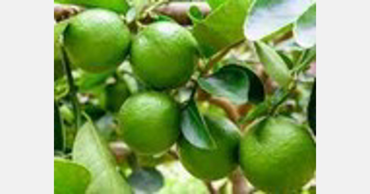 Brazil: Prices for Pera sweet oranges and ponkan tangerines dropped in ...