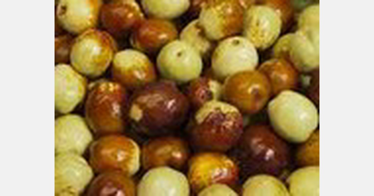 Seeka looks to jujubes for expansion