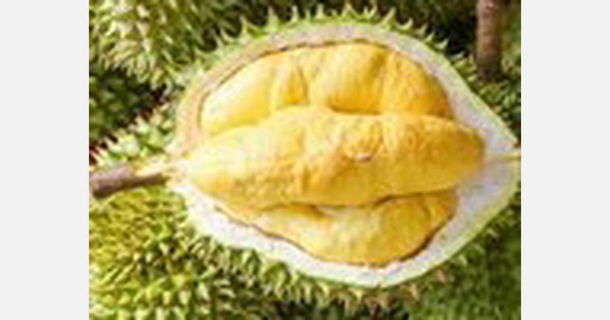 Ri6 durians from Vietnam now available in UK