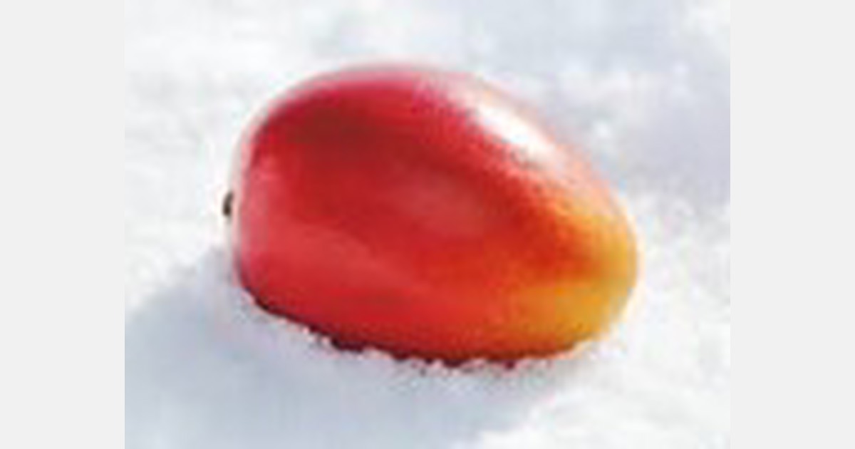 Japanese farmer produces mangoes that sell for $230 each