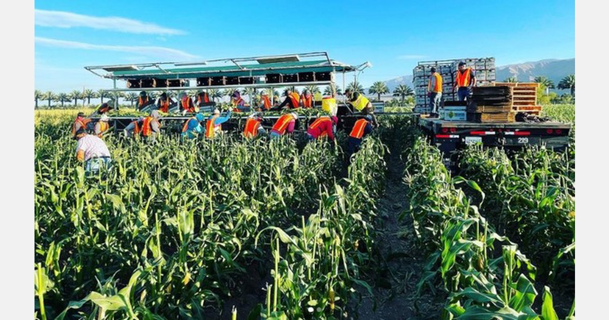 California corn production in full swing