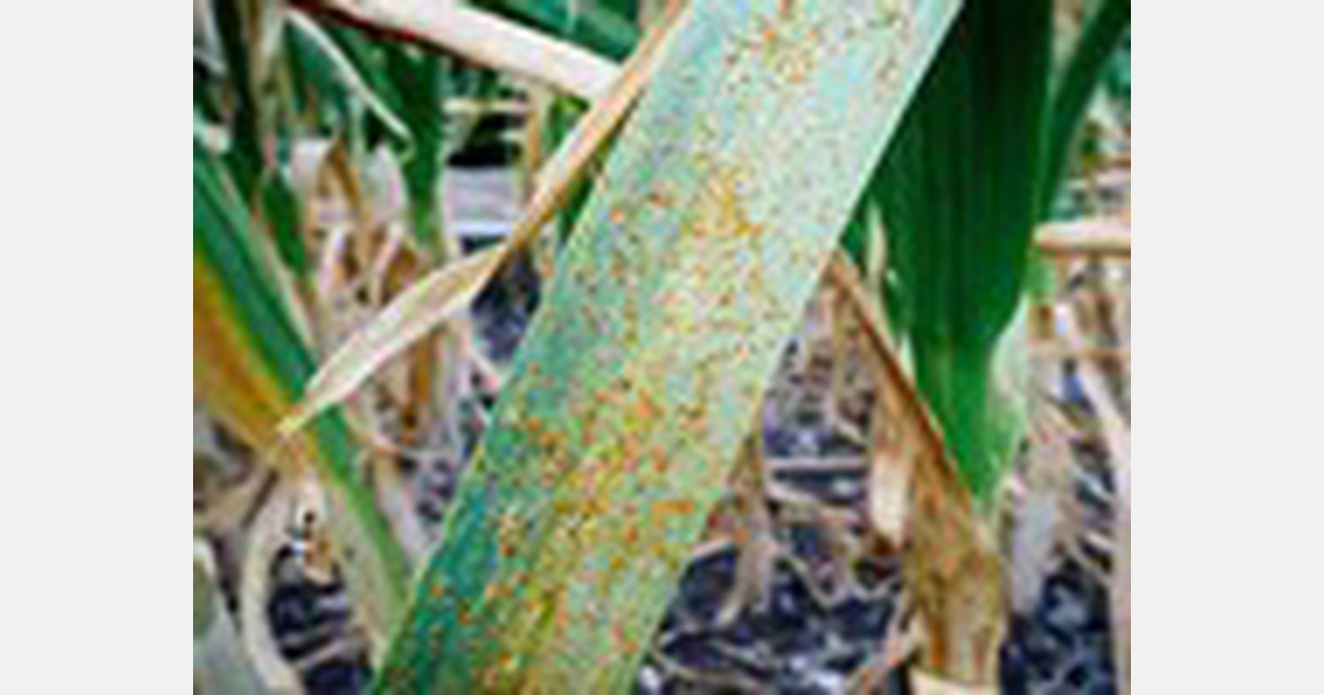Garlic growers upset due to yellow rust disease