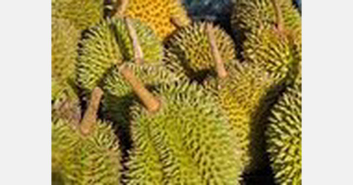 Filipino growers ship the first batch of durians to China