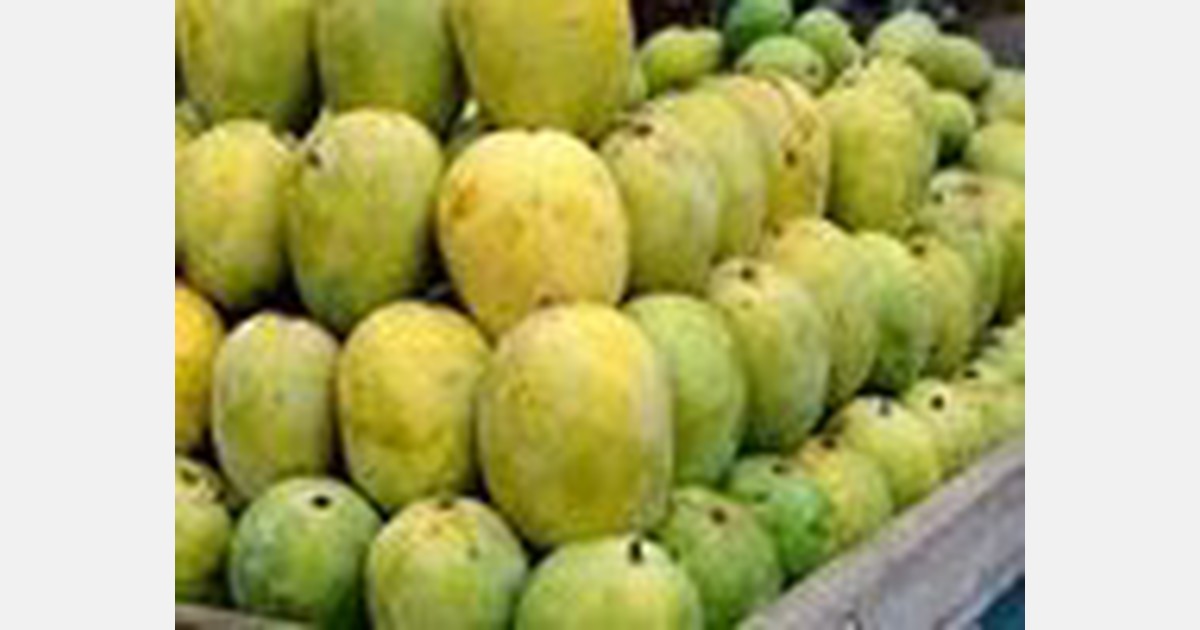 Pakistani mangoes set to arrive this month in the UAE