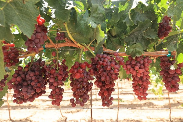 “Arguably, this could be the latest start of Sonora’s grape season ever”