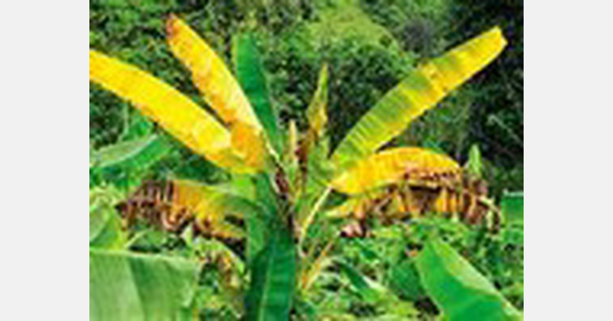 Banana fungus detected in Venezuela may worsen hunger crisis