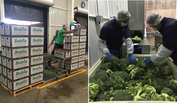 This year is a “roller coaster ride” for broccoli supplies and pricing