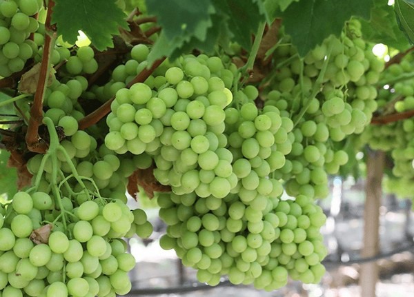 An early look at the California grape season