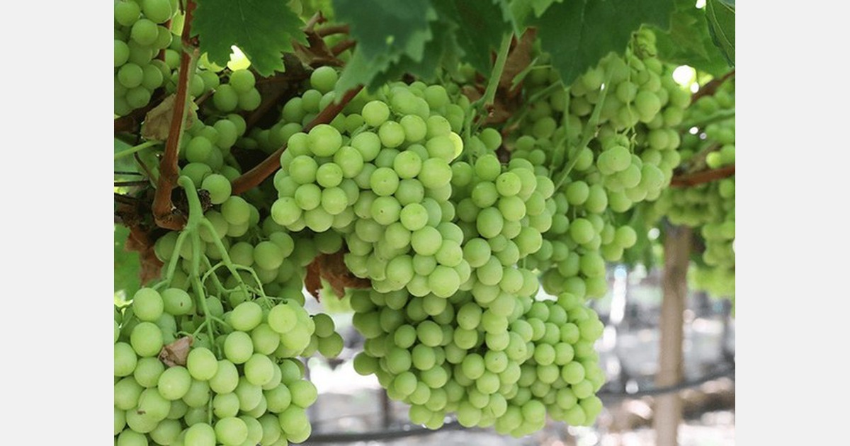 An early look at the California grape season