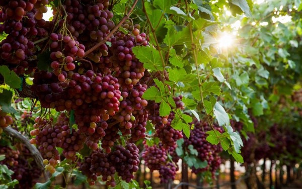 An early look at the California grape season