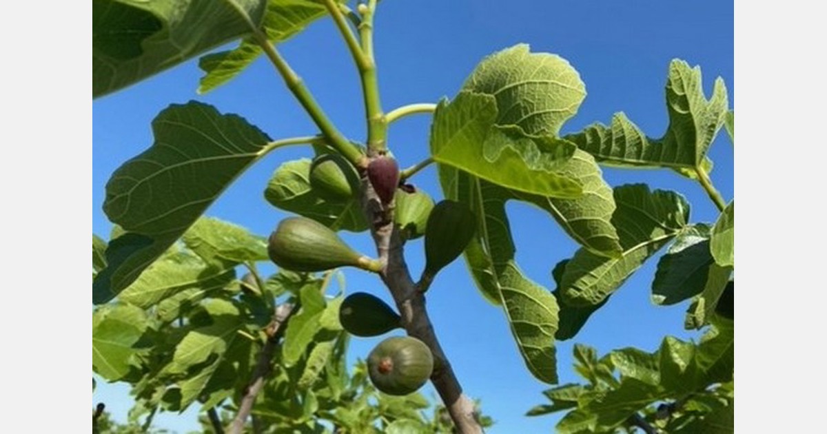 Gapping likely ahead on Mexico and California fig season