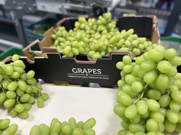 Gap between Chilean and Mexican grapes coming
