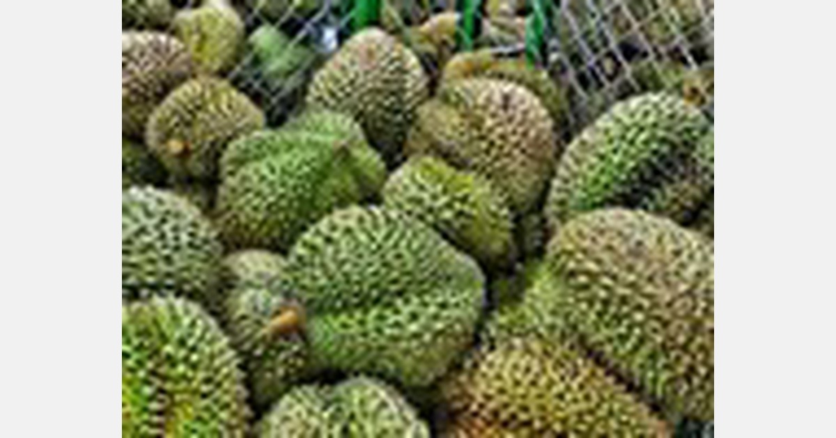 Cambodian durian players are exploring opportunities in China