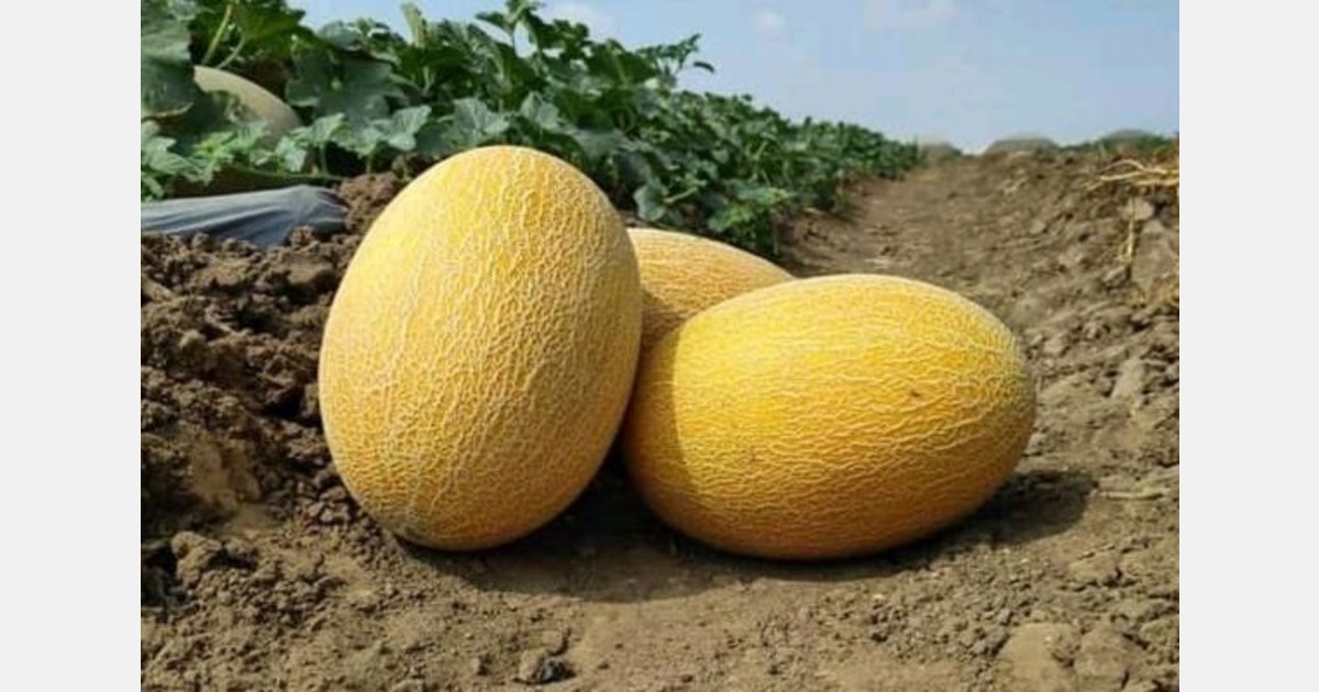 Egyptian melon and watermelon exporters await European summer