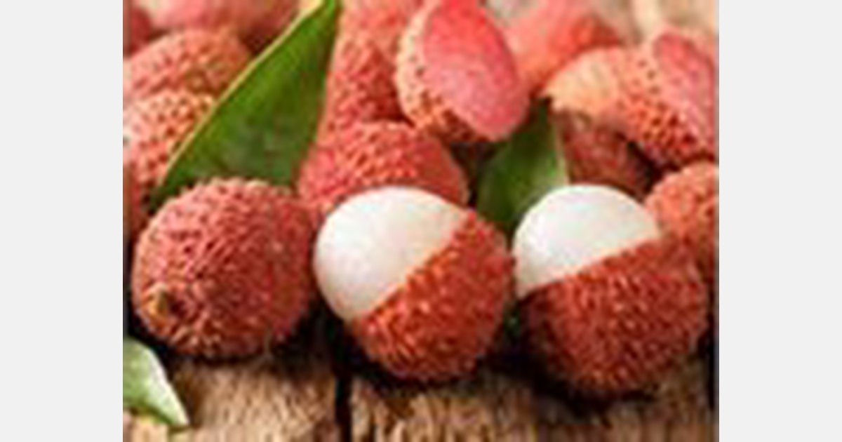 Exports of lychees from Maoming exceeds 200 tons this year