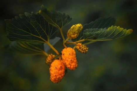 Ancient mulberry forests bring white mulberry varieties