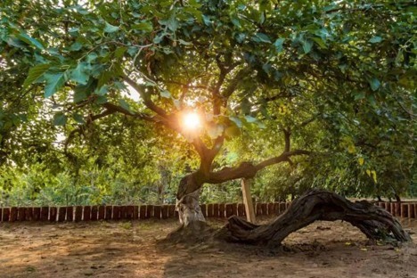 Ancient mulberry forests bring white mulberry varieties