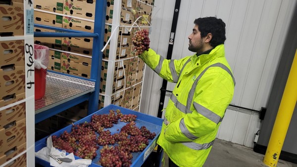 “Consumer preferences for Chilean table grapes changes dynamically”