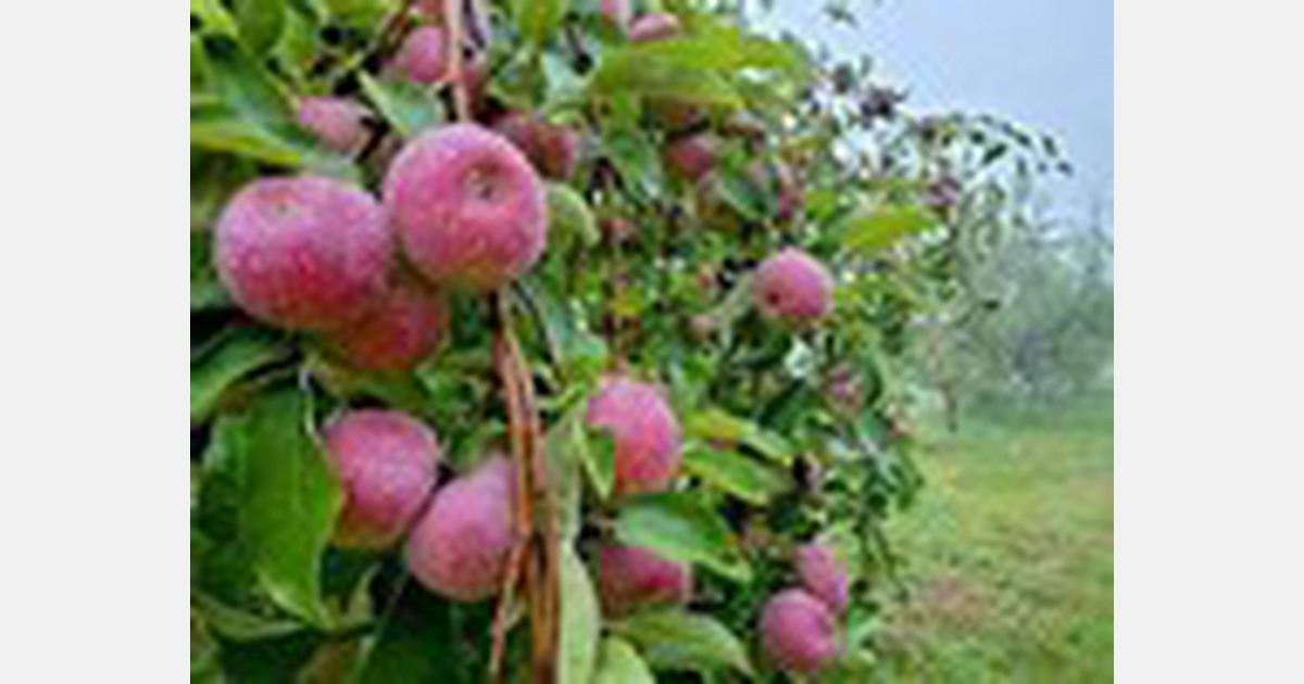 Western Massachusetts fruit growers assessing losses after cold month ...