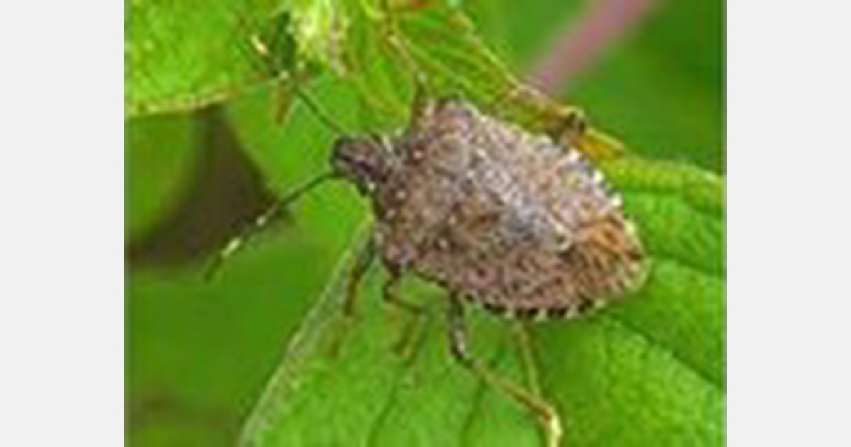 Chinese research offers promise to prevent spread of Brown marmorated ...