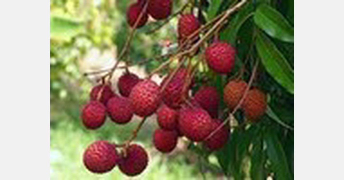 Early lychee crop is ready for export