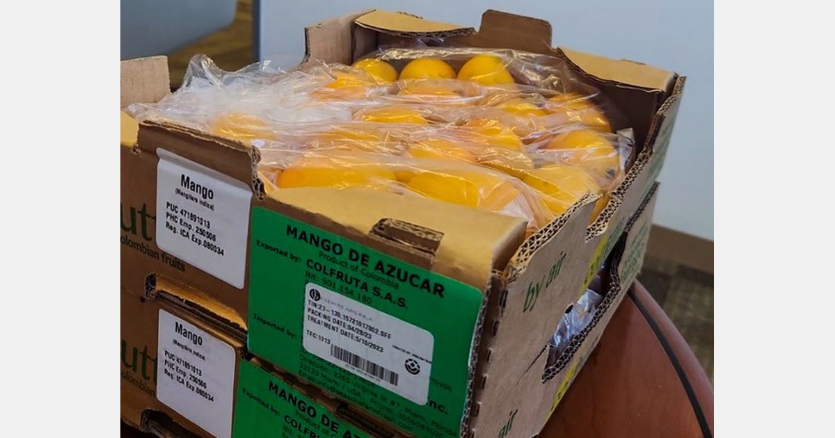 Colombian Sugar Baby mangos now available in the U.S.