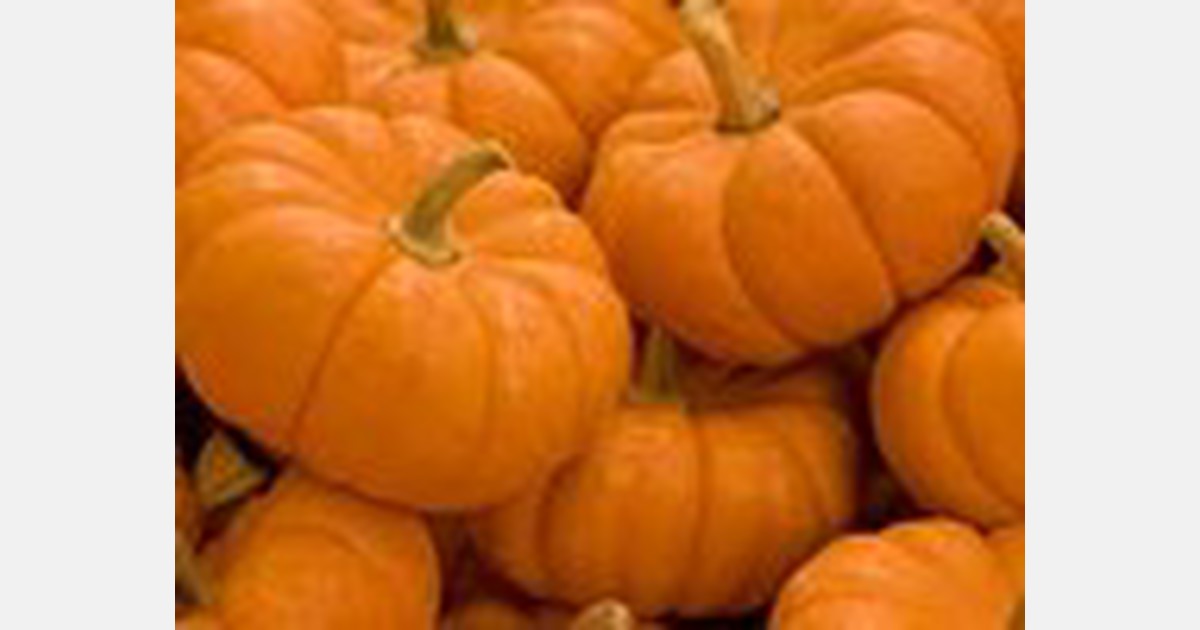 Moroccan pumpkin exports to the UK are soaring
