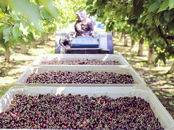 Back end of Pacific Northwest cherry crop to be lighter with bigger ...