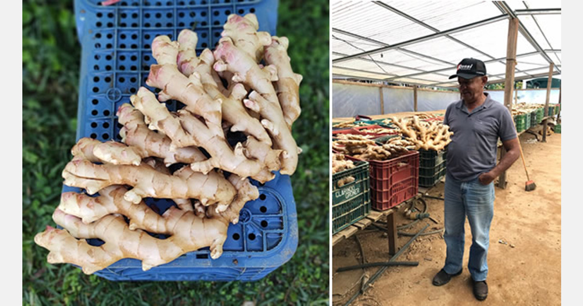 “Brazil has a smaller amount of ginger this season”