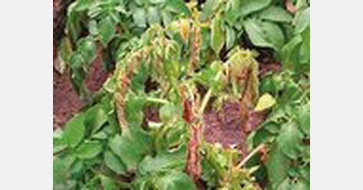 Michigan potato fields endangered by potato early die complex