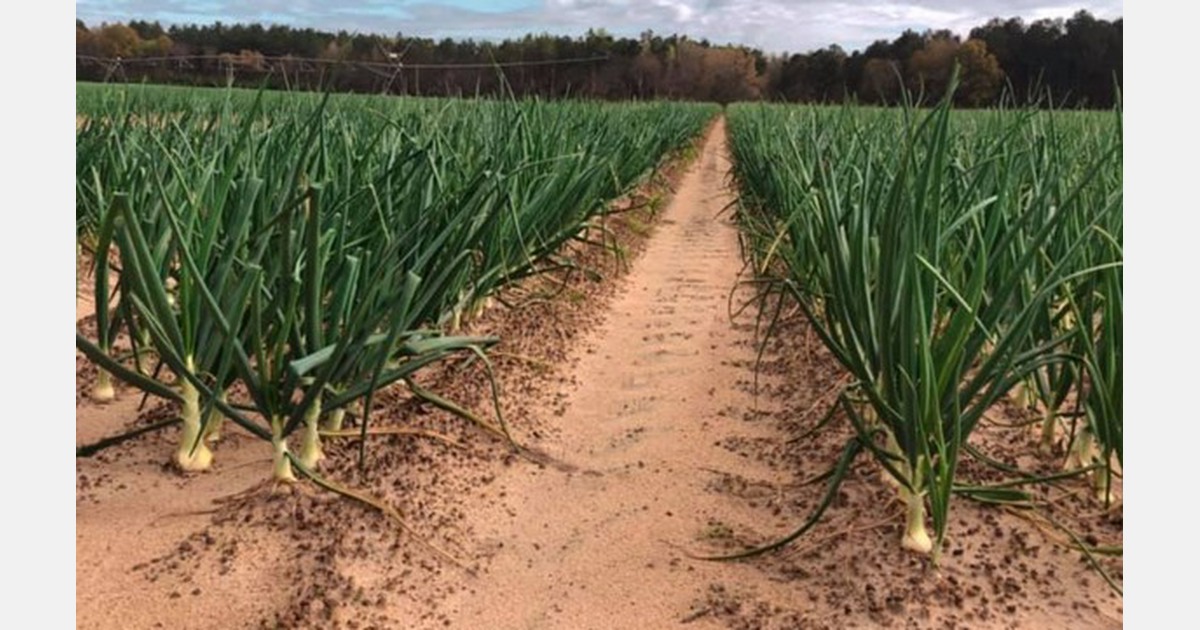 Tight yellow onion supply may leave promotional door open for Vidalia ...