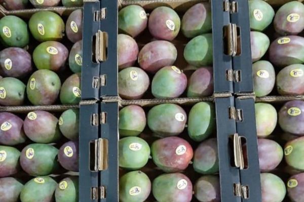 "The mango season in central and northern Senegal is starting slow"