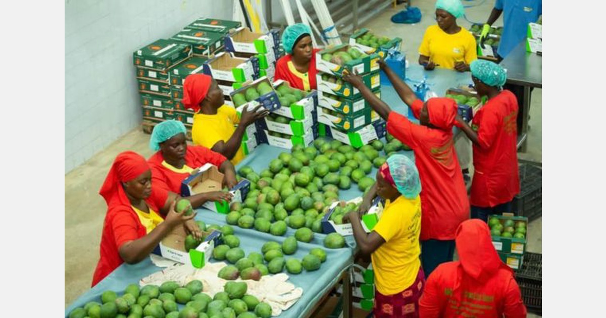 "The mango season in central and northern Senegal is starting slow"