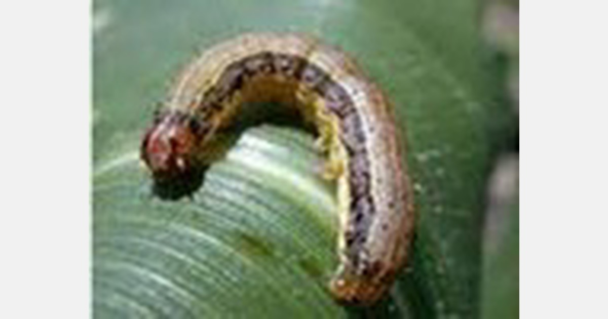 NZ farmers worried as destructive fall armyworms spread
