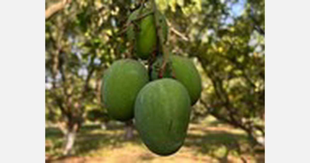 'Dahiyar mango from Bhopal sees great demand abroad’