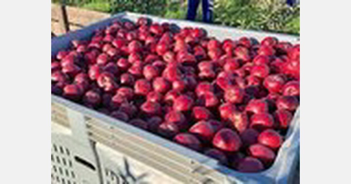 Key to high Flash Gala™ packouts lies in measuring starch breakdown