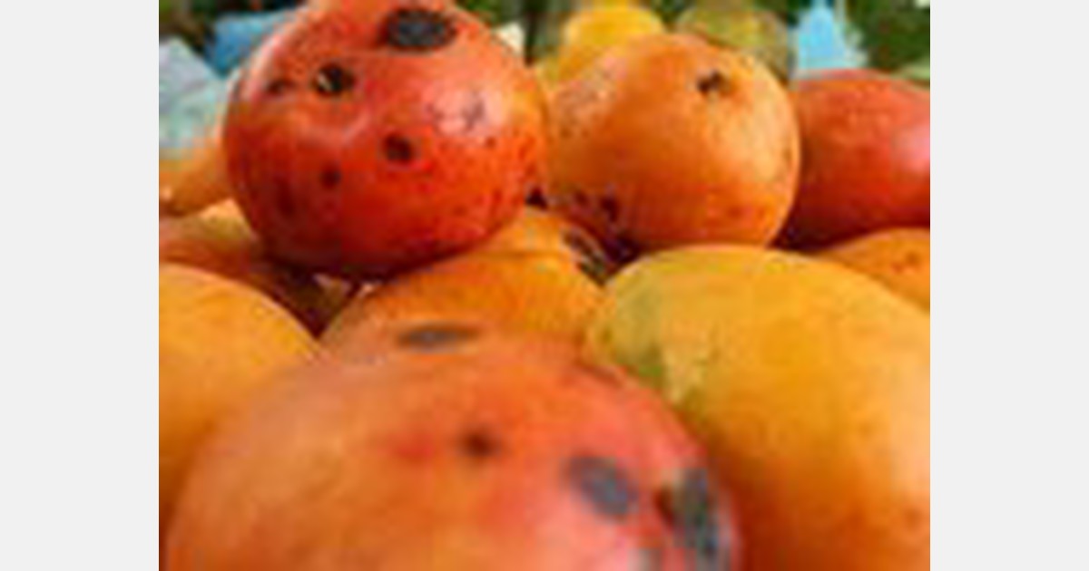 Tons of mangoes are destroyed in Cuba every day